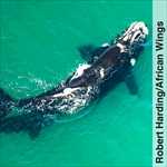 Search — Watchtower ONLINE LIBRARY