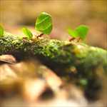 Search — Watchtower ONLINE LIBRARY