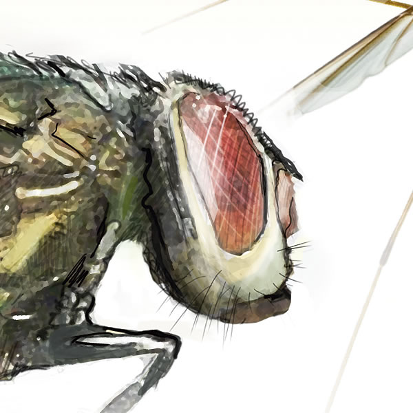 The Haltere of the Fly — Watchtower ONLINE LIBRARY