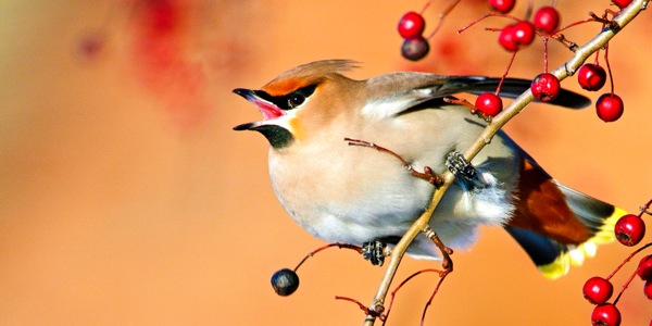 “Observe Intently the Birds” — Watchtower ONLINE LIBRARY