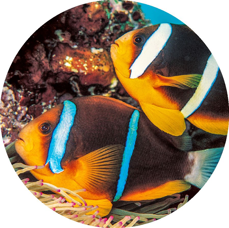 The Extraordinary Clown Fish — Watchtower ONLINE LIBRARY