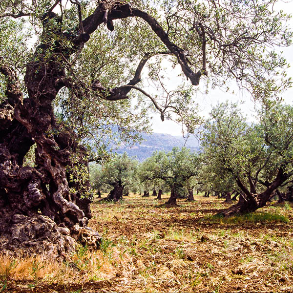 Solomon’s Reign — Watchtower ONLINE LIBRARY