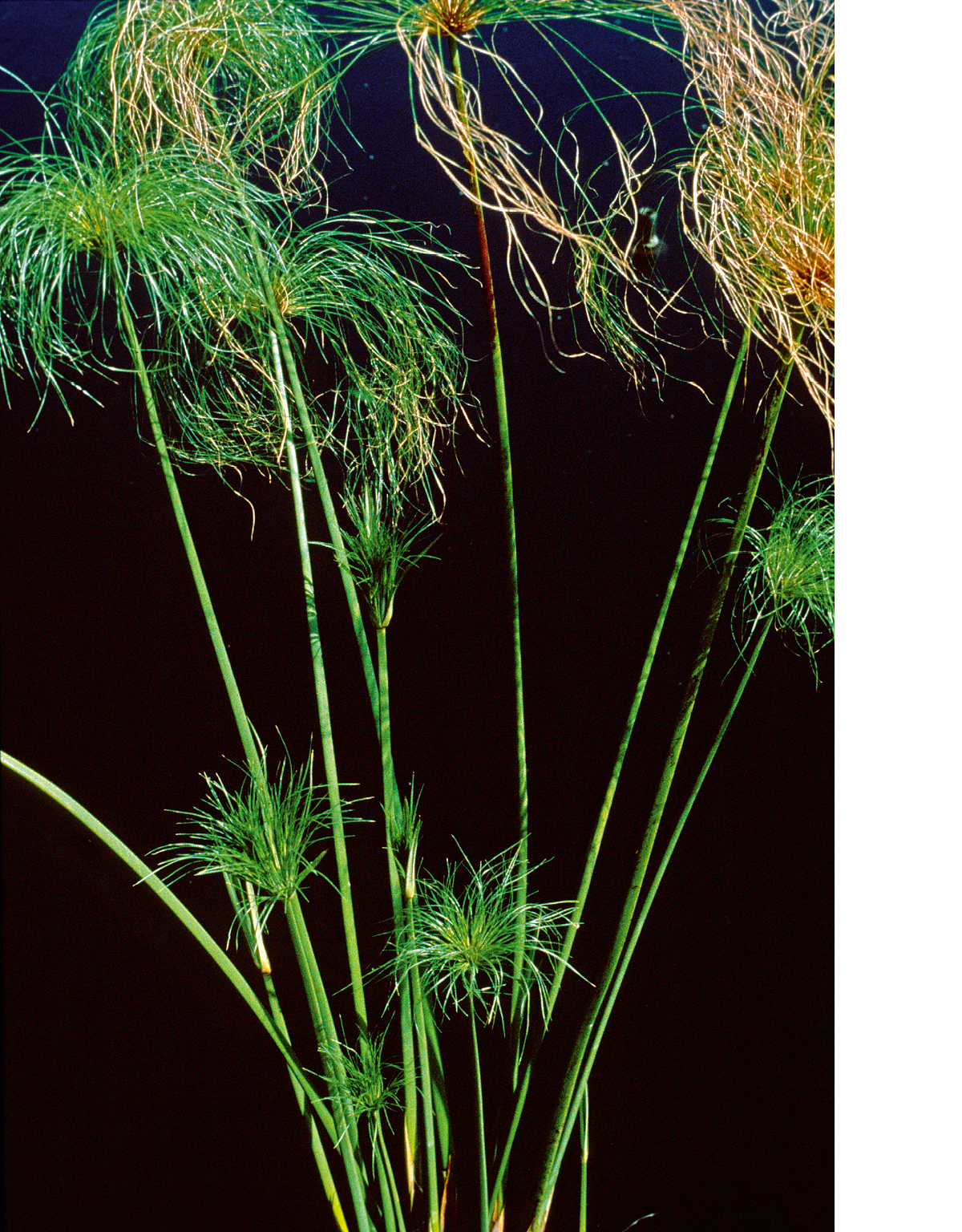 City of Jerusalem (David/Solomon) — Watchtower ONLINE LIBRARY