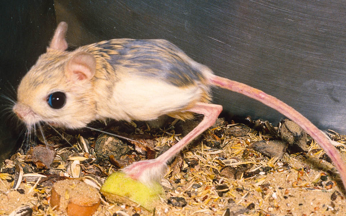 Jerboa — Watchtower ONLINE LIBRARY