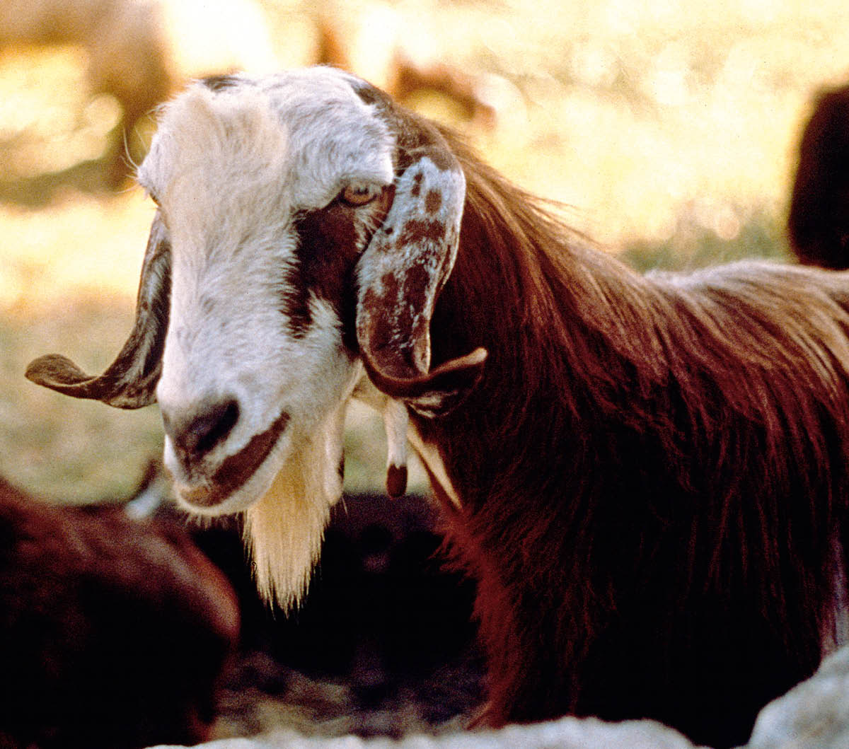 Animals of the Bible — Watchtower ONLINE LIBRARY