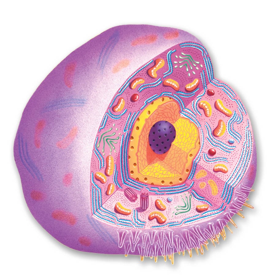 Is There Really a Most High Creator? — Watchtower ONLINE LIBRARY