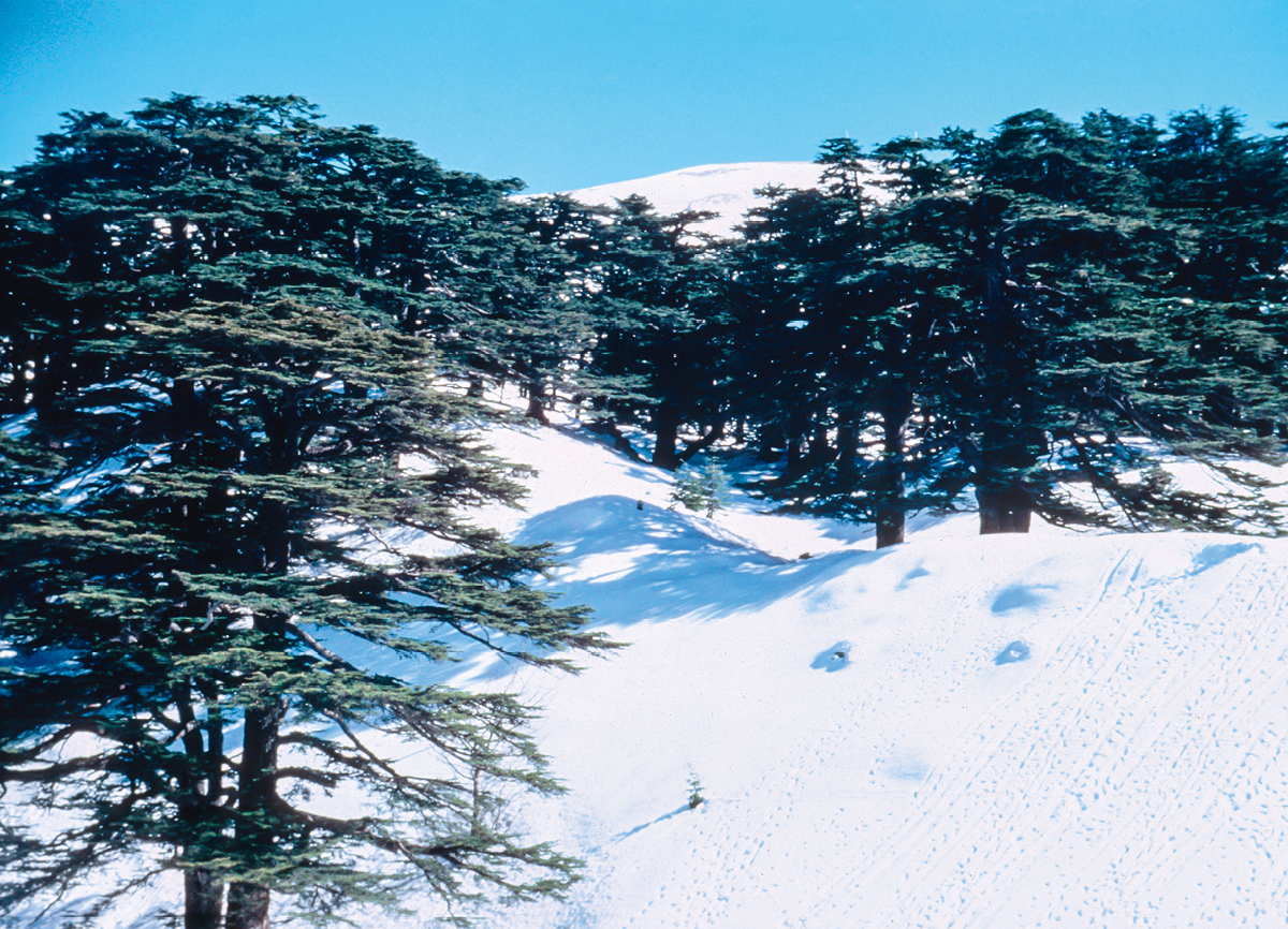 Ministerio terrestre de Jesús — BIBLIOTECA EN LÍNEA Watchtower