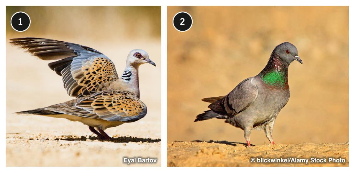 산비둘기와 집비둘기 — 워치타워 온라인 라이브러리